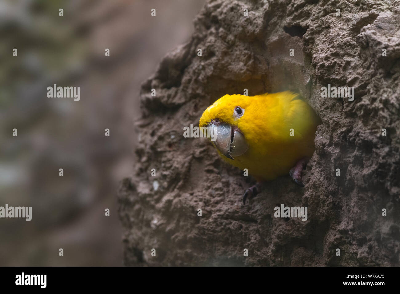 Sulfur breasted hi-res stock photography and images - Alamy