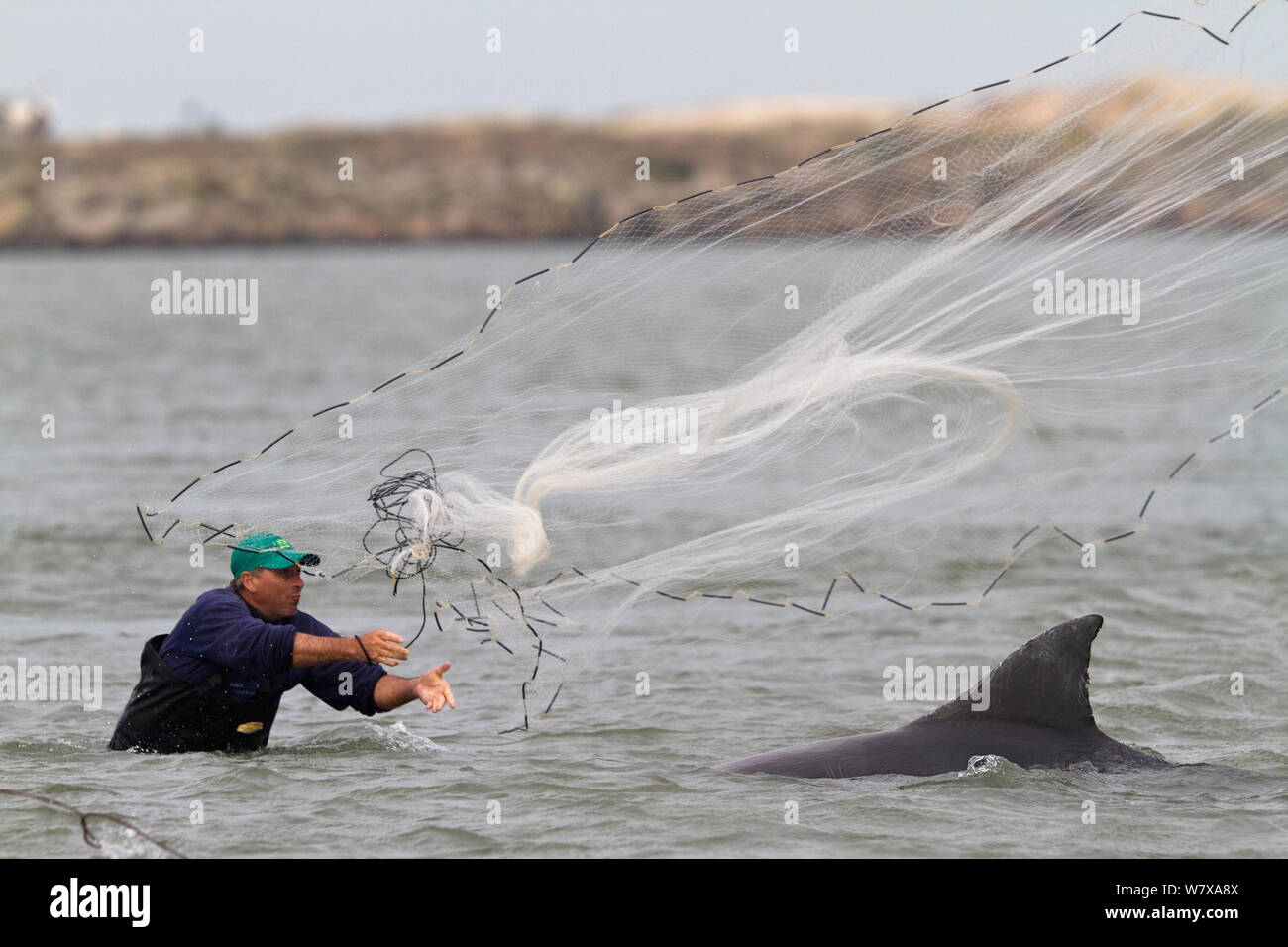 Bottlenose dolphins (Tursiops truncatus) by fisherman throwing net ...