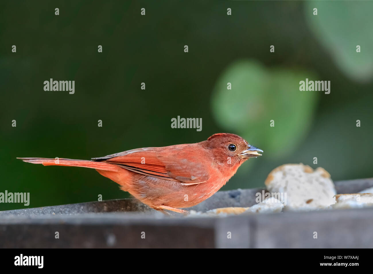 Red-crowned ant-tanager (Habia rubica), male on feeding table. Brazil ...