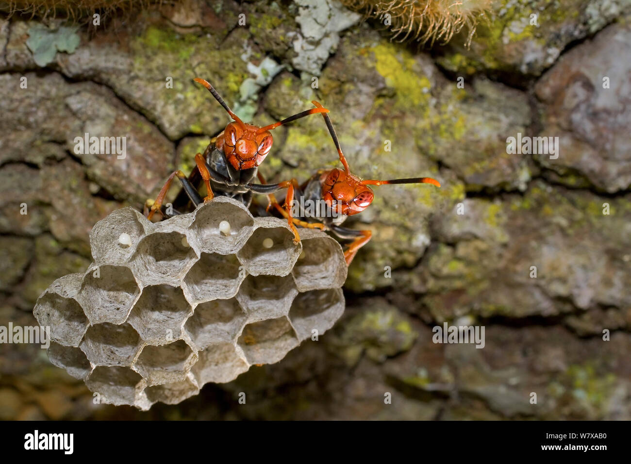 Brazil wasp hi-res stock photography and images - Alamy