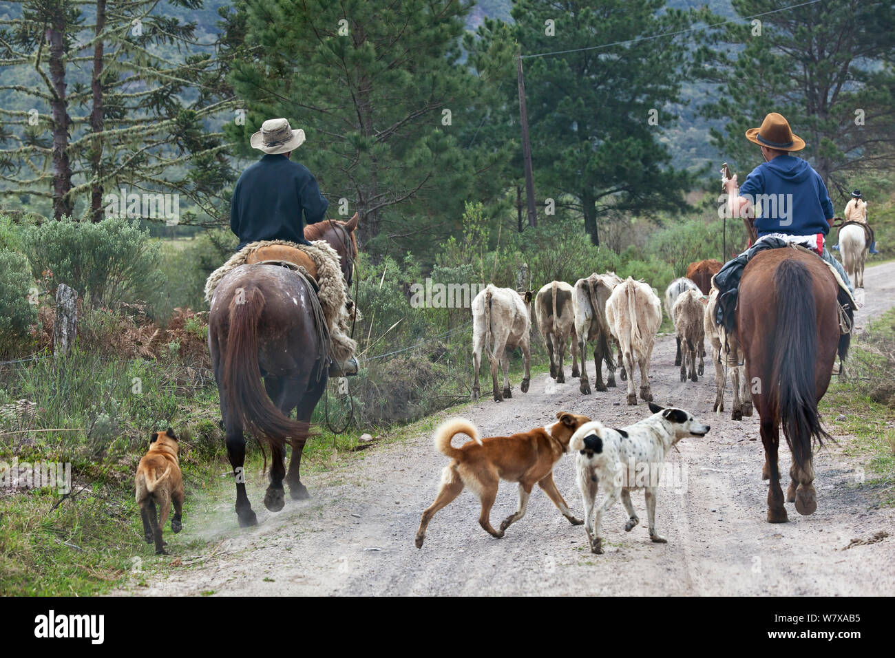 Cowboys herding cattle, Santa Catarina, Brazil. September 2010 Stock ...