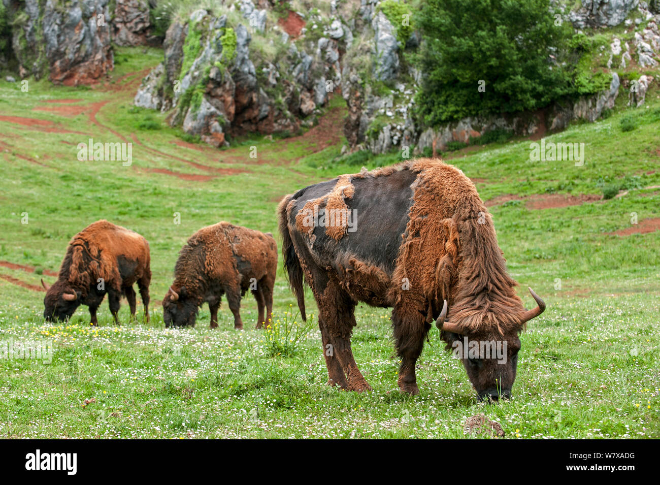 Moulting European bison / wisent (Bison bonasus) grazing, Cabarceno ...