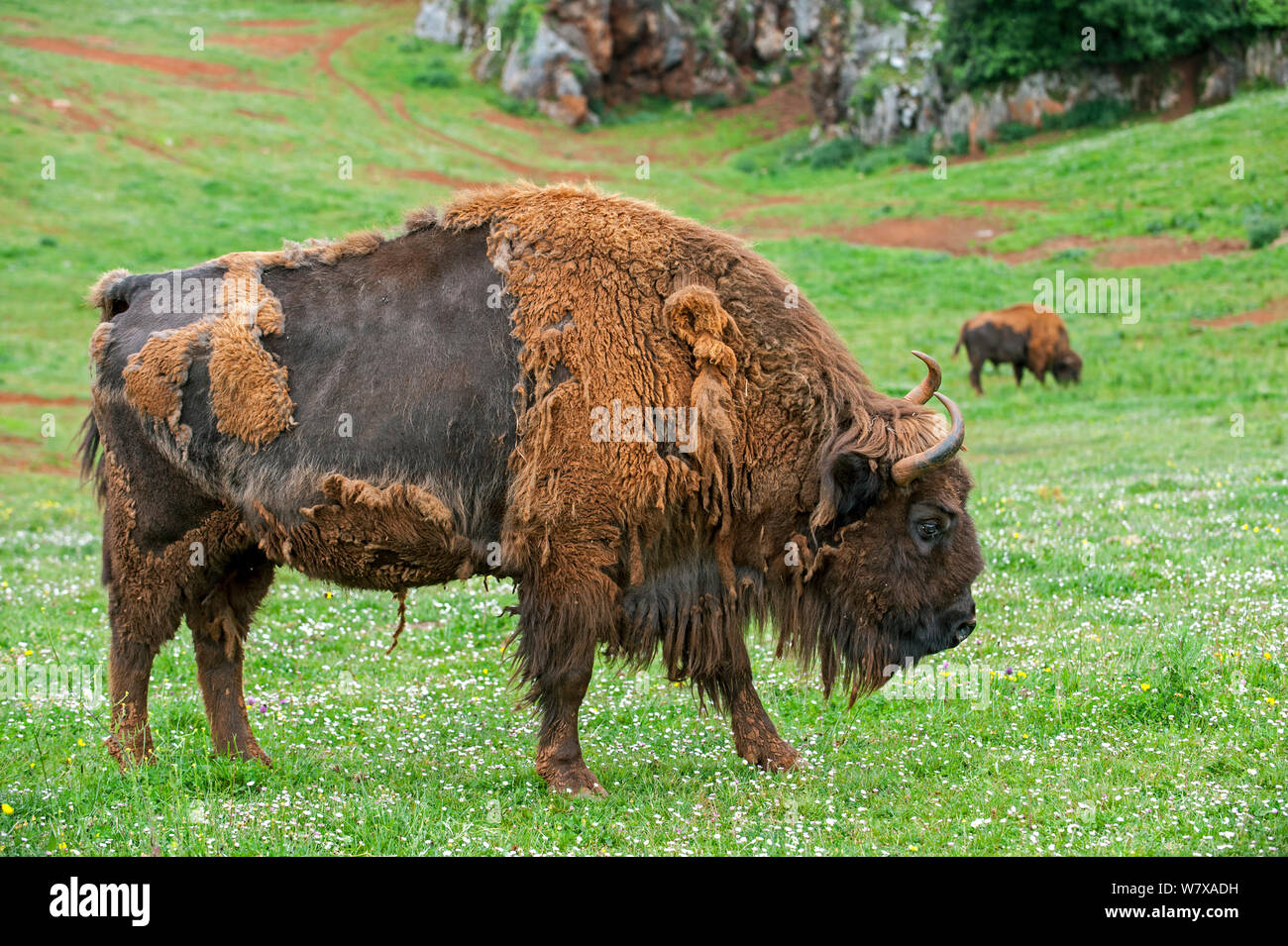 Bison animal side view hi-res stock photography and images - Alamy
