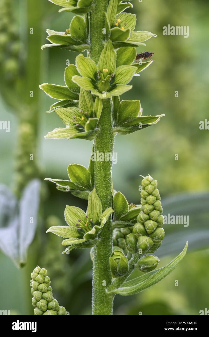 Green false helleborine hi-res stock photography and images - Alamy