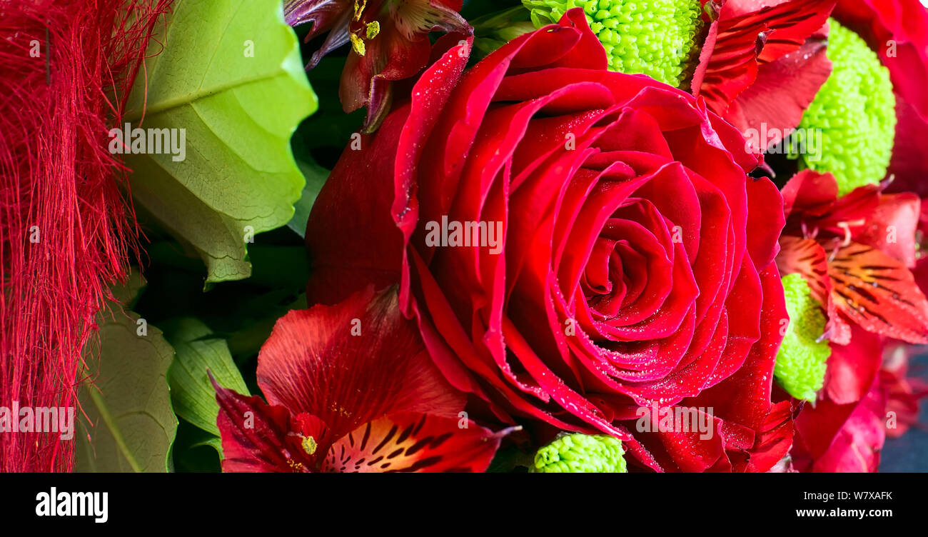 color beautiful red rose banner bouquet with water drops in the bunch ...