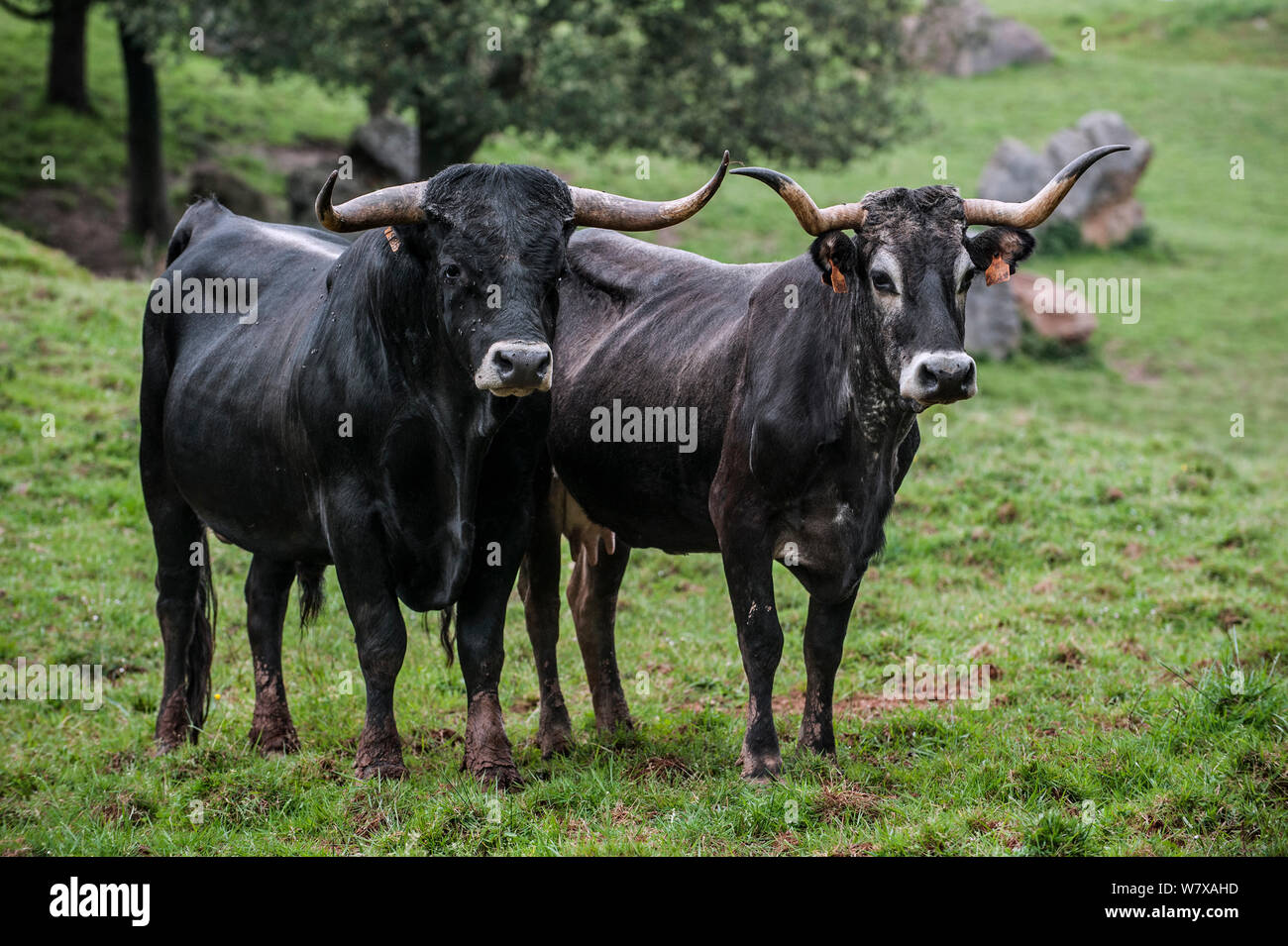 Iberian bull hi-res stock photography and images - Alamy
