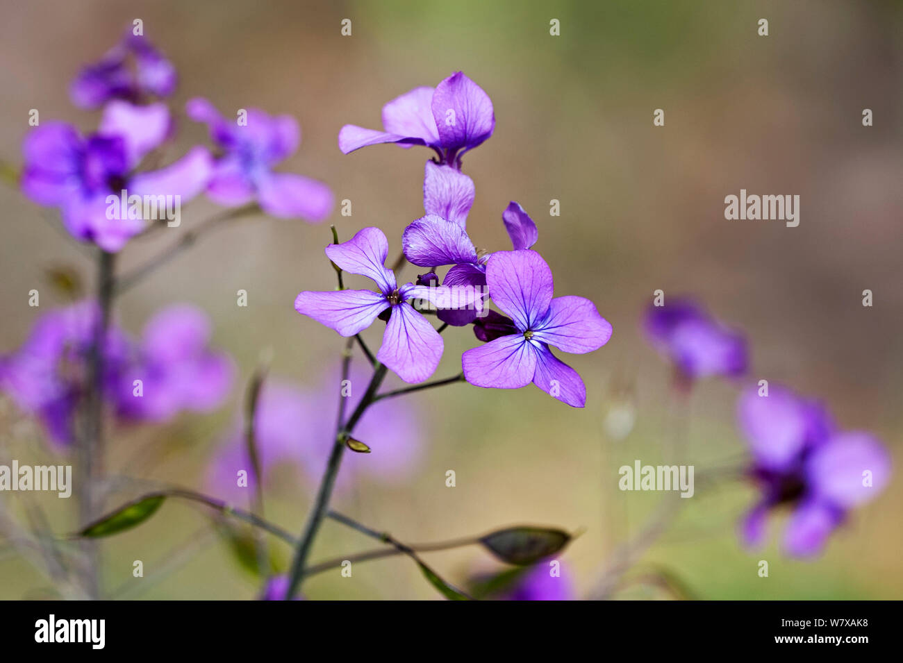 Honesty flower plant hi-res stock photography and images - Alamy