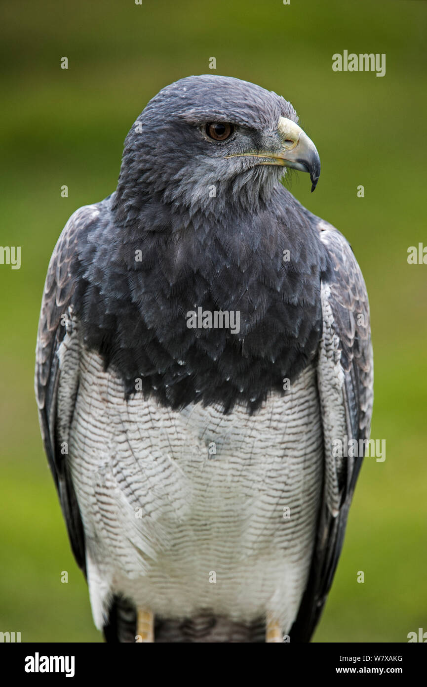 Black-chested buzzard-eagle (Geranoaetus melanoleucus) portrait, captive. Occurs in South ...