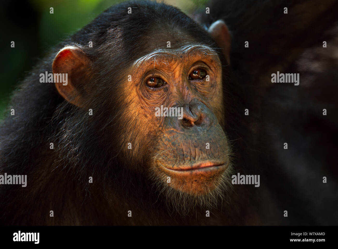 Eastern chimpanzee (Pan troglodytes schweinfurtheii) adolescent female ...