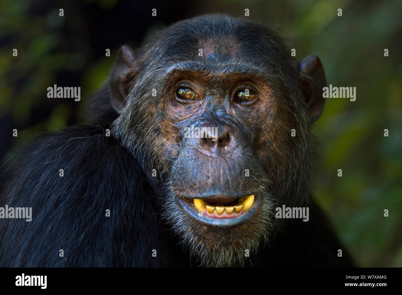 Chimpanzee teeth hi-res stock photography and images - Alamy