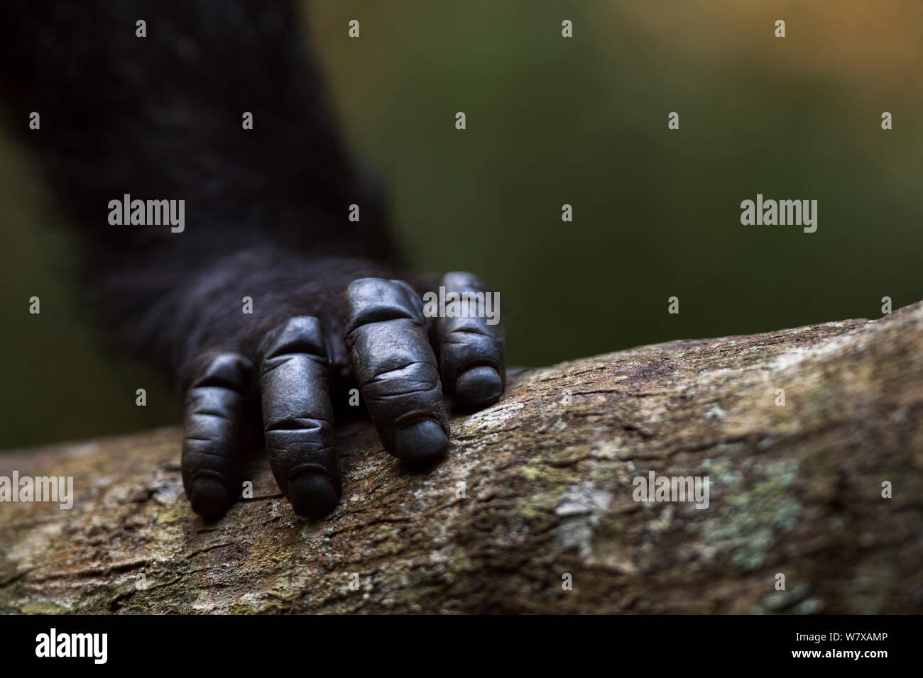 Chimpanzee hand not illustration hi-res stock photography and images ...