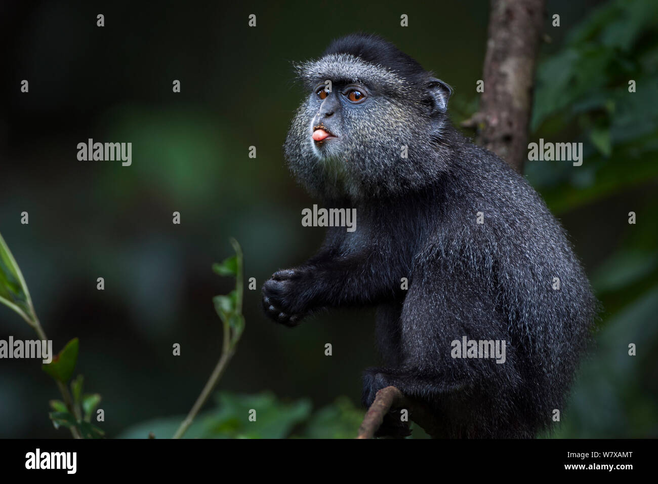 Golden guenon hi-res stock photography and images - Alamy