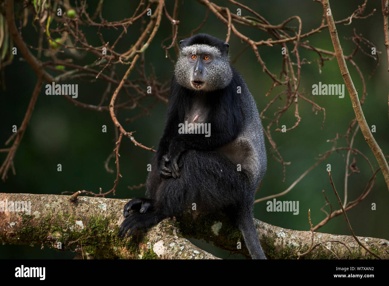 Golden guenon hi-res stock photography and images - Alamy