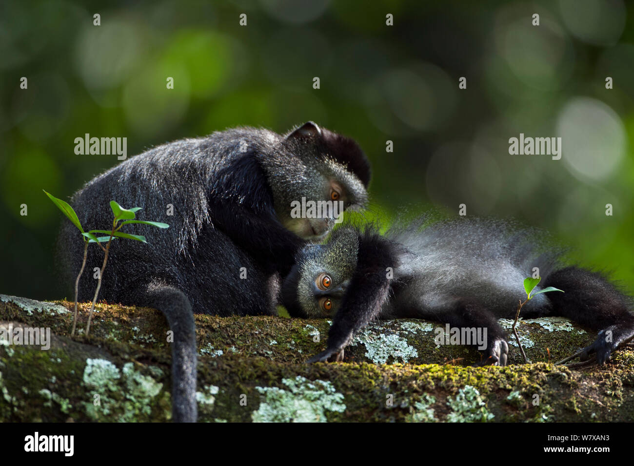 Stulmann's blue monkey (Cercopithecus mitis stuhlmanni) juvenile ...