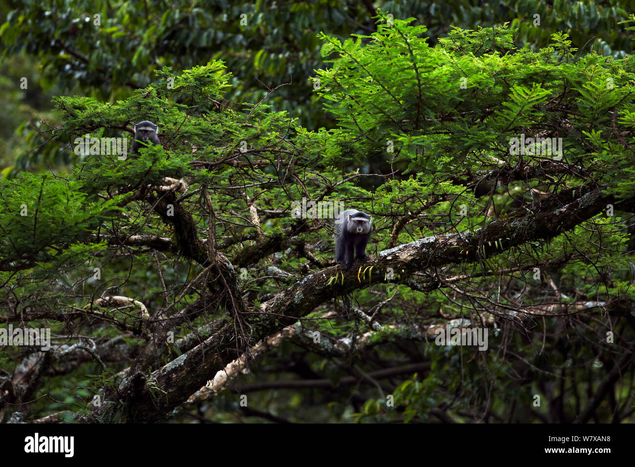 Stulmann's blue monkey (Cercopithecus mitis stuhlmanni) juveniles ...
