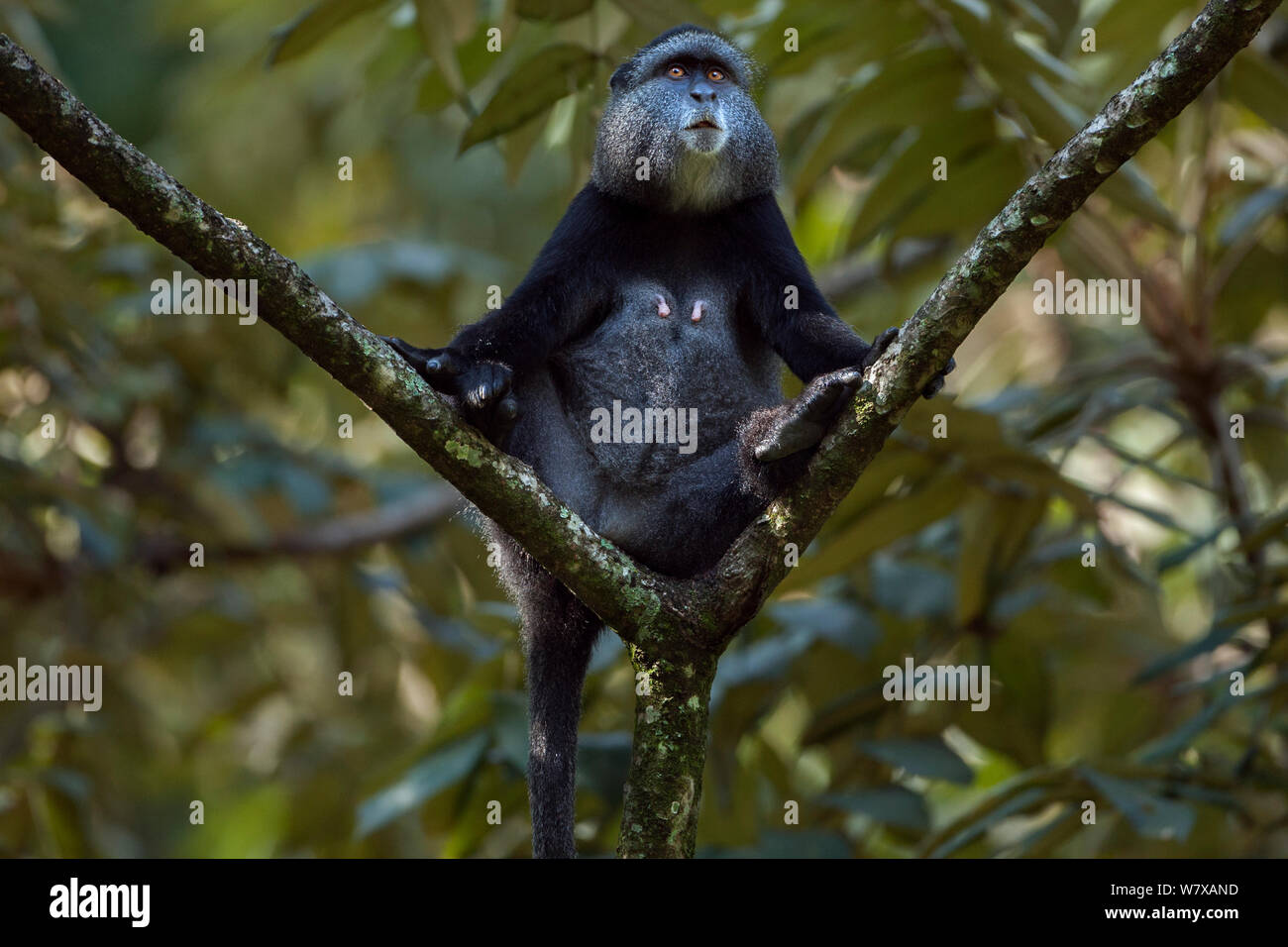 Stulmann's blue monkey (Cercopithecus mitis stuhlmanni) female sitting ...