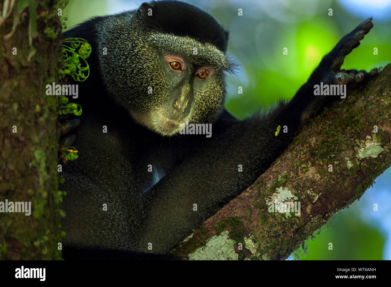 Stulmann's blue monkey (Cercopithecus mitis stuhlmanni) alpha male 'PH ...