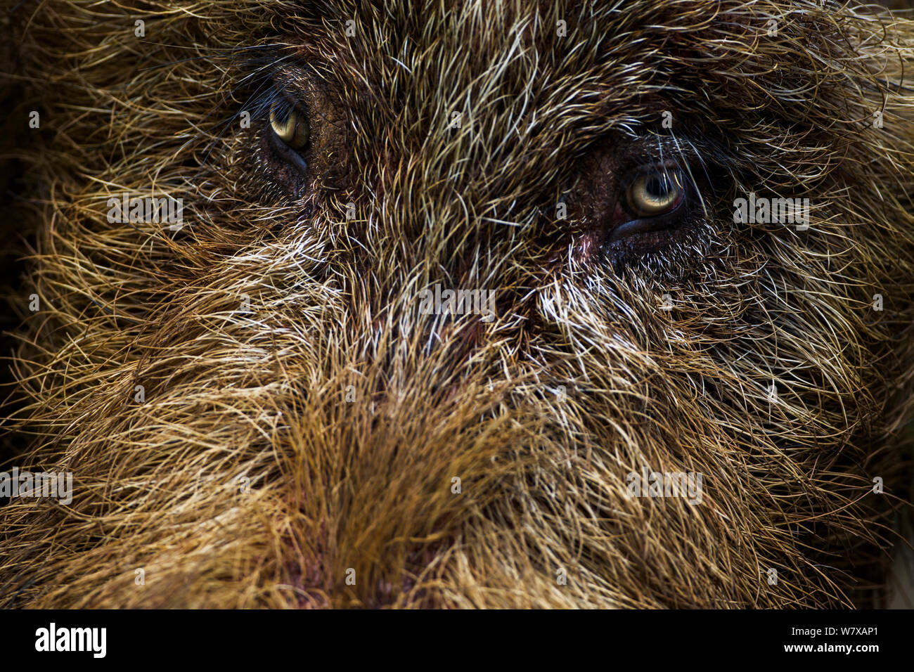 Pig eyes hi-res stock photography and images - Alamy