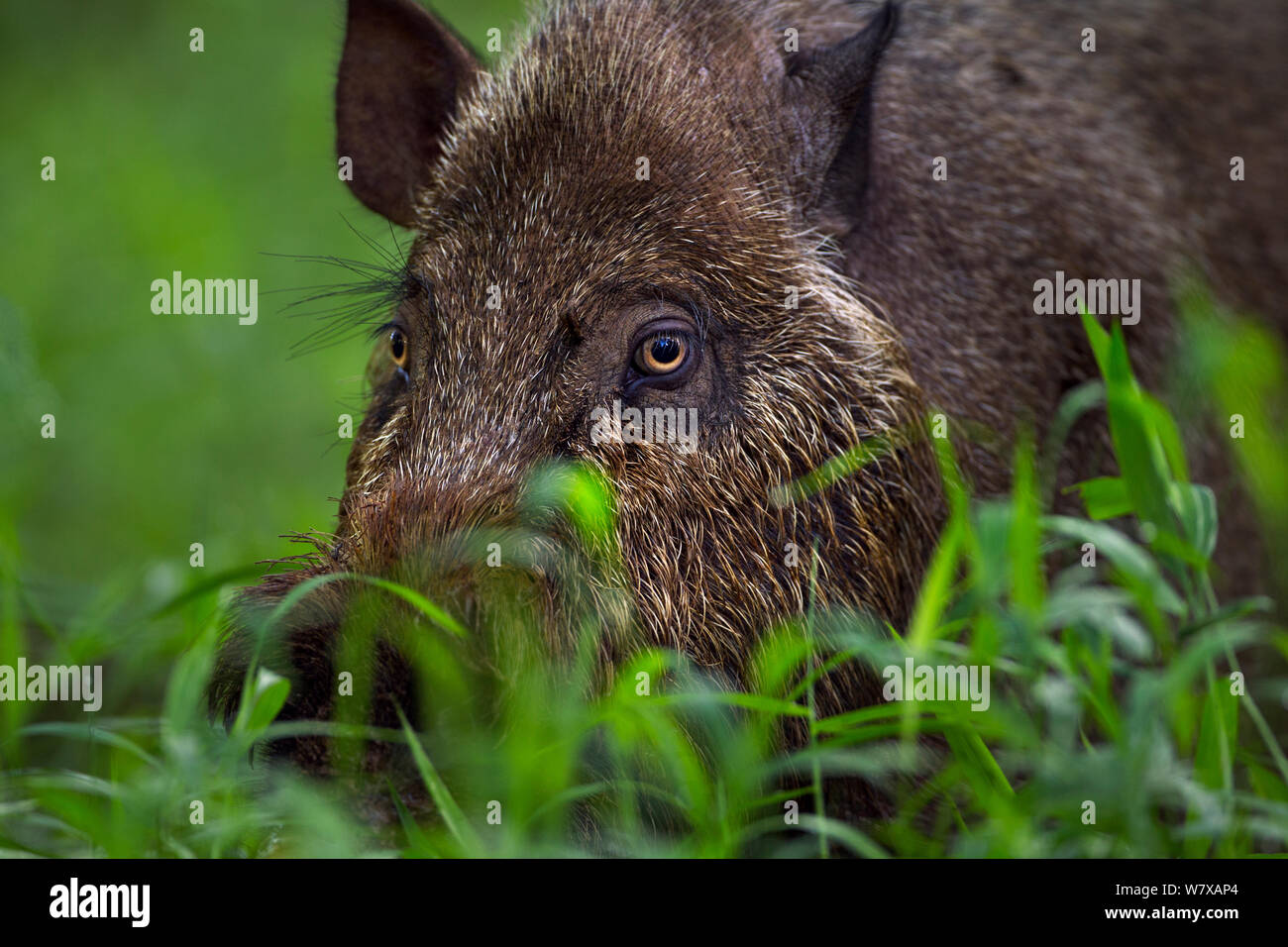 Bearded pig (Sus barbatus) peering through vegetation. Bako National ...