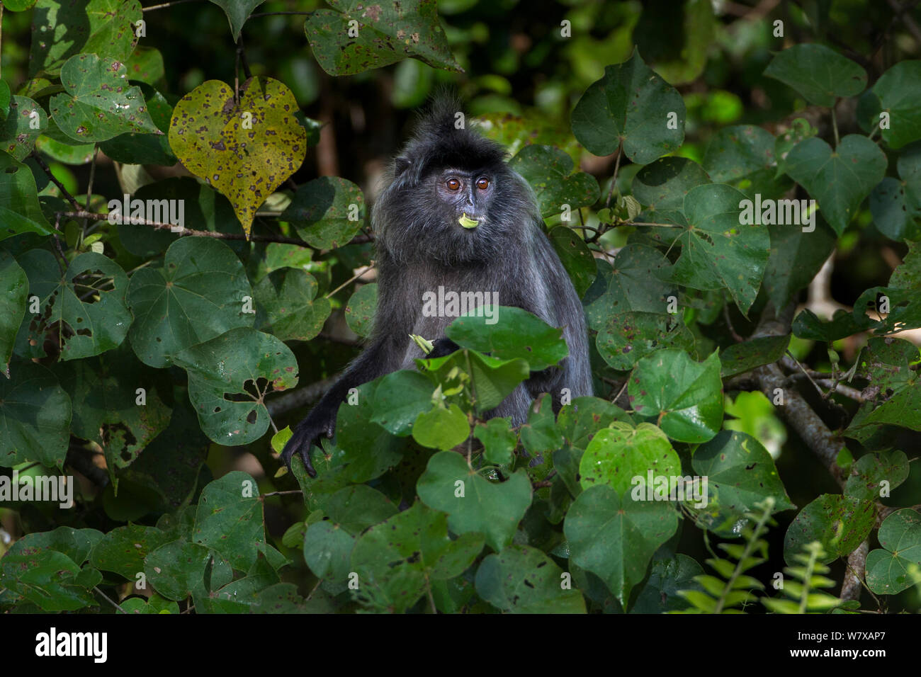 Silvered / silver-leaf langurs (Trachypithecus cristatus) feeding on ...