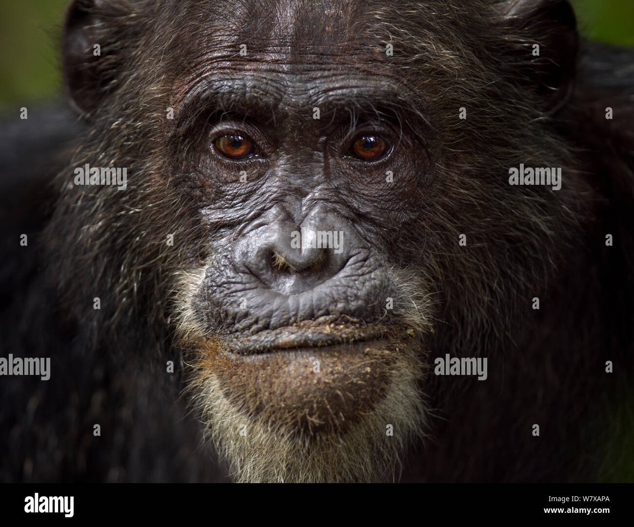 Old male chimpanzee hi-res stock photography and images - Alamy
