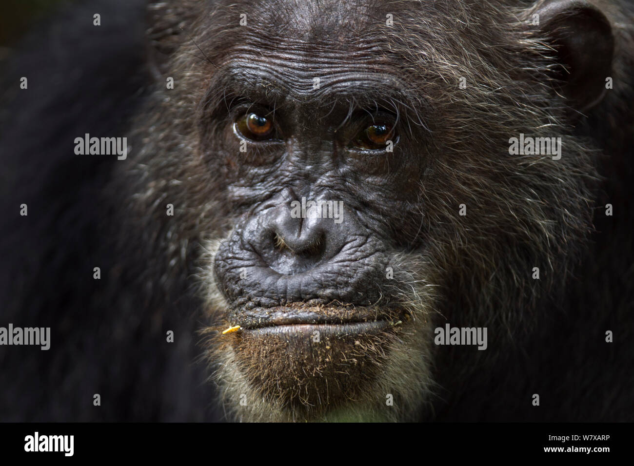 Eastern chimpanzee (Pan troglodytes schweinfurtheii) male 'Frodo' aged ...