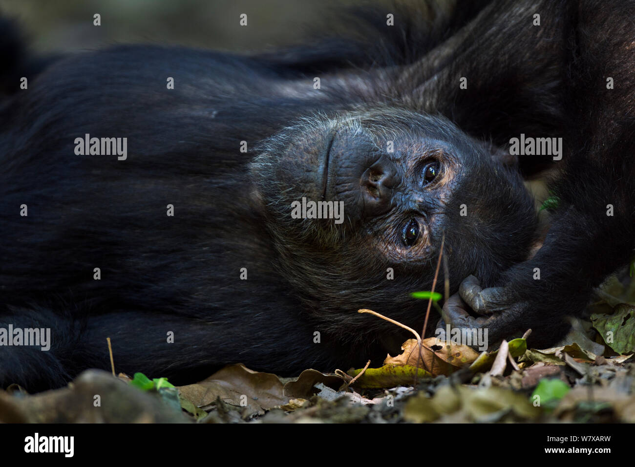 Alpha male chimpanzee hi-res stock photography and images - Alamy