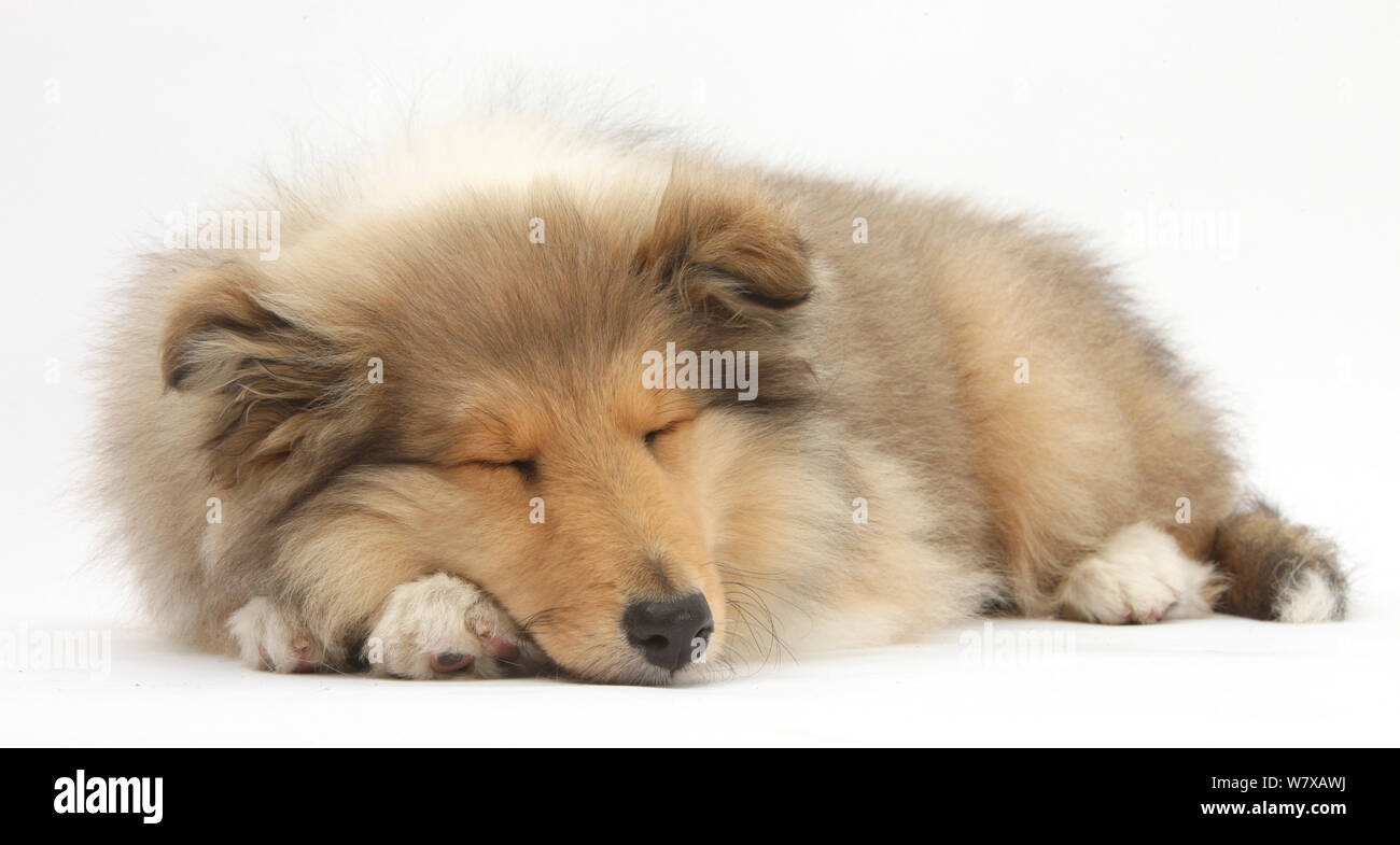 Rough collie puppies hi-res stock photography and images - Alamy