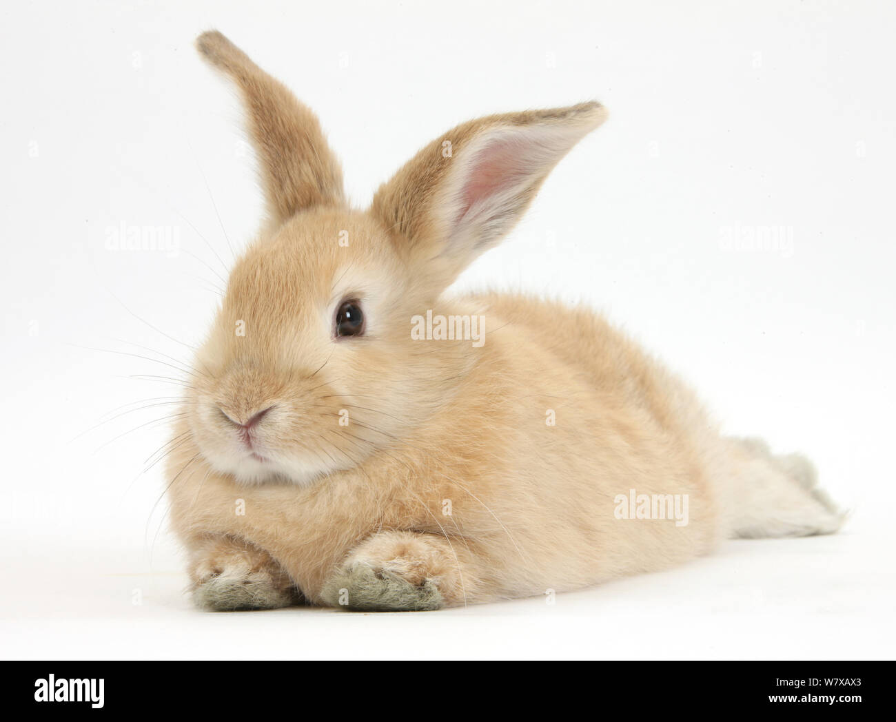 Rabbit lying hi-res stock photography and images - Alamy