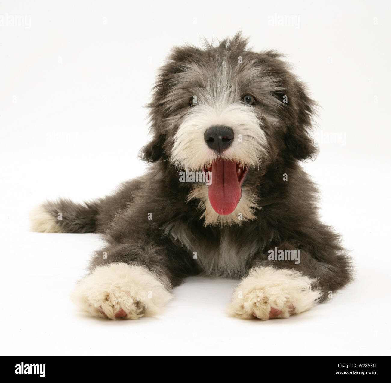 Blue bearded collie puppy hi-res stock photography and images - Alamy