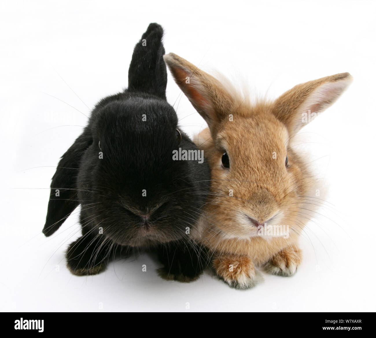 Black lop rabbit with 'Windmill ears' and sandy Lionhead cross rabbit ...