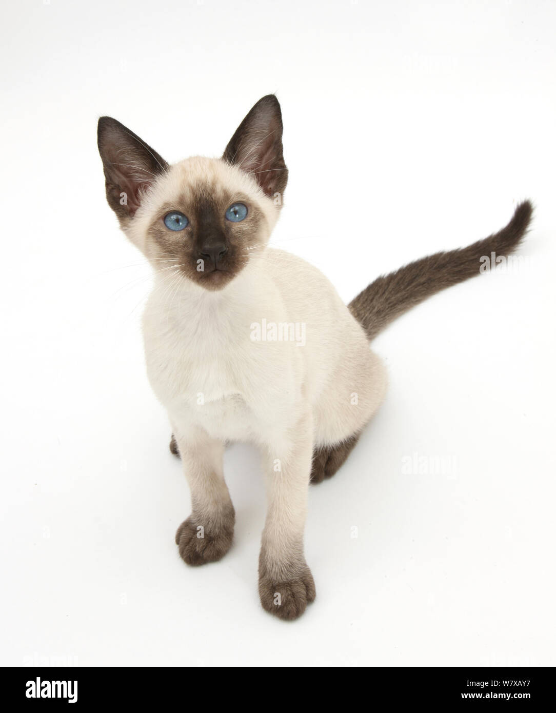 Cute siamese kitten sitting hi-res stock photography and images - Alamy