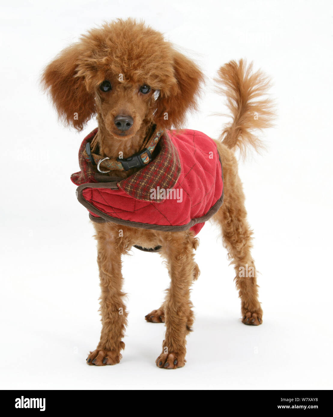Red toy poodle, standing with red coat on Stock Photo - Alamy