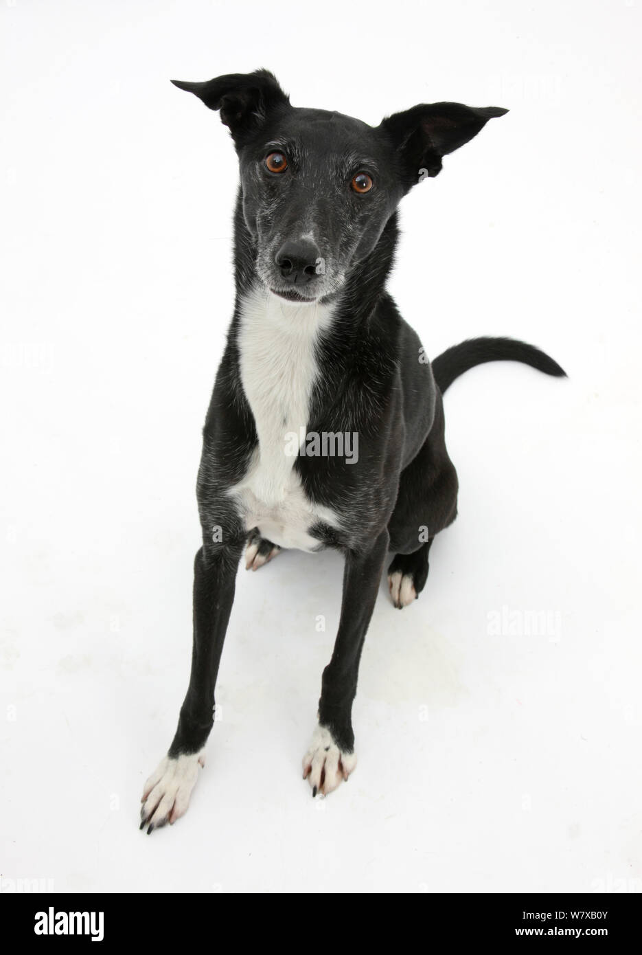 Lurcher dog sitting hi-res stock photography and images - Alamy