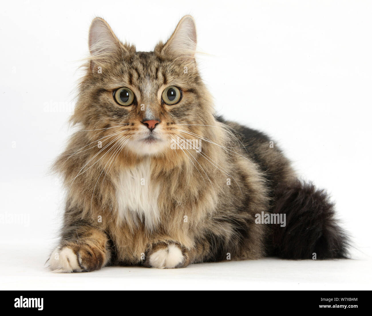 Tabby Maine Coon tom cat, resting and looking alert Stock Photo - Alamy