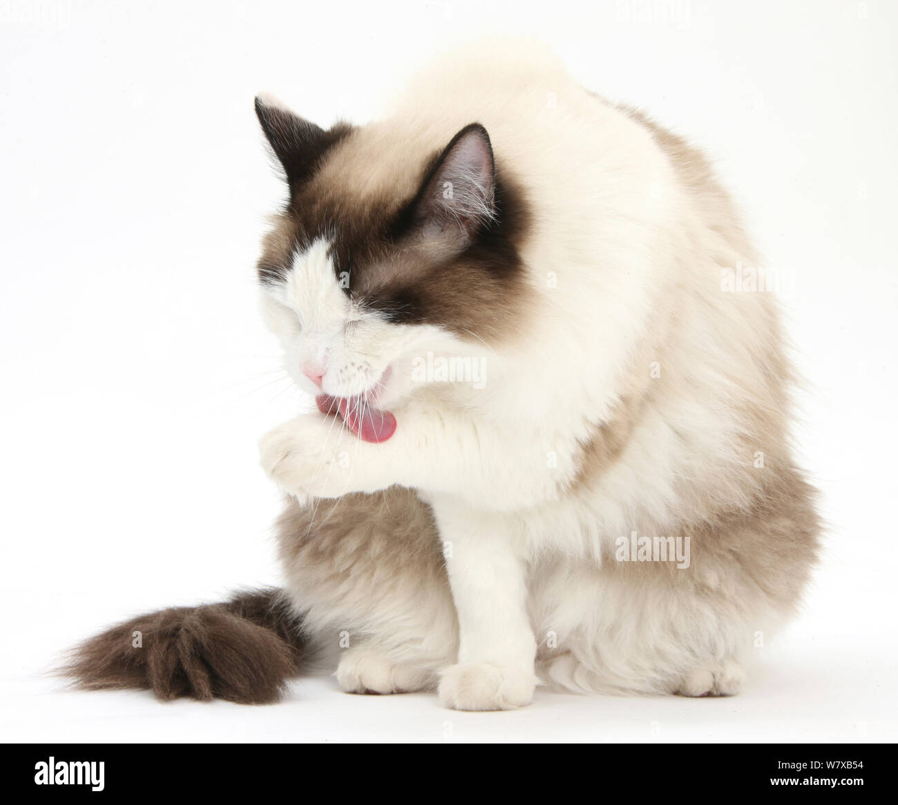 Cat grooming white background hi-res stock photography and images - Alamy