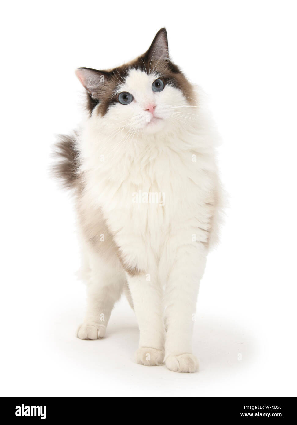 Ragdoll male cat standing Stock Photo - Alamy