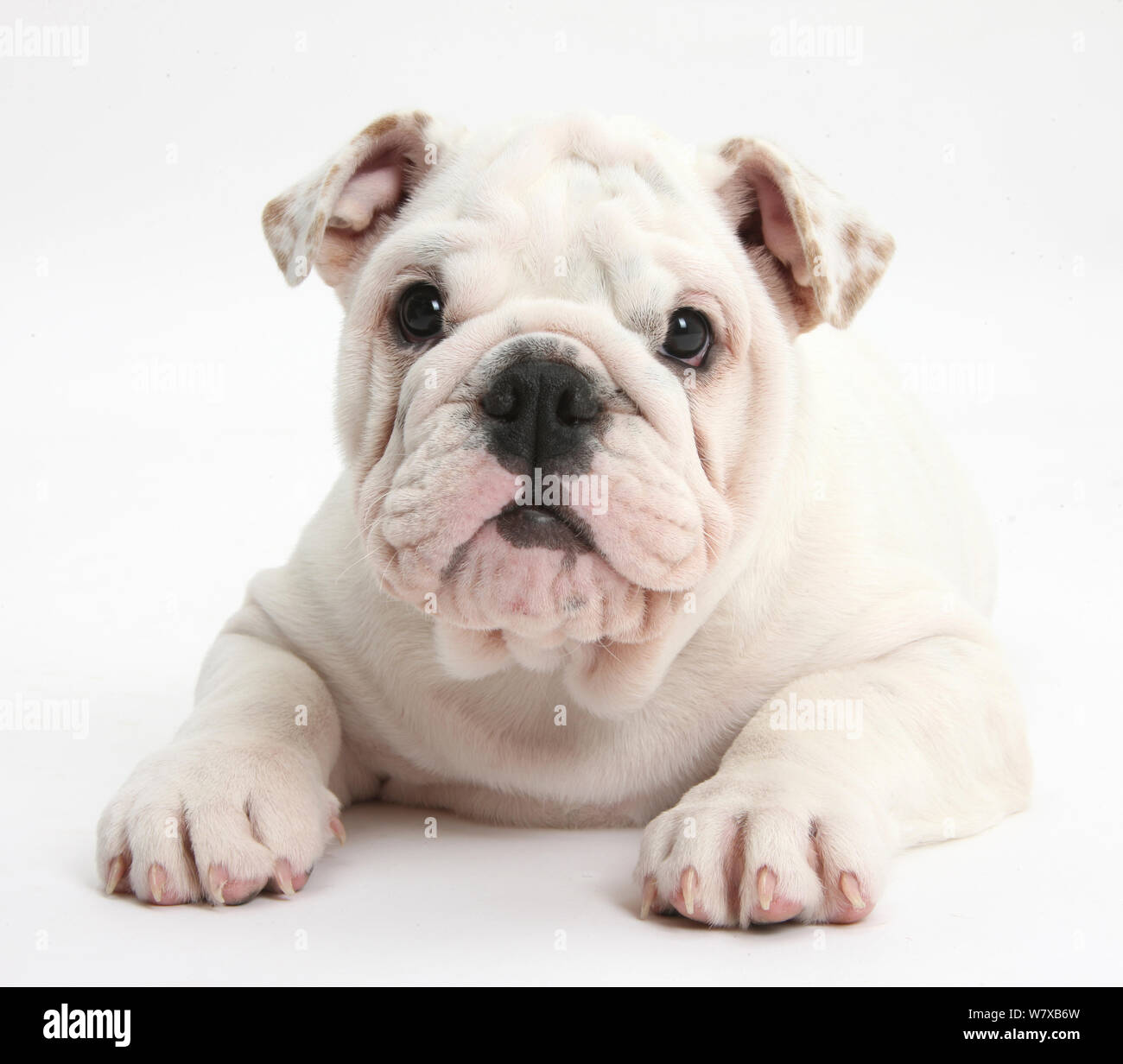 White Bulldog Puppy