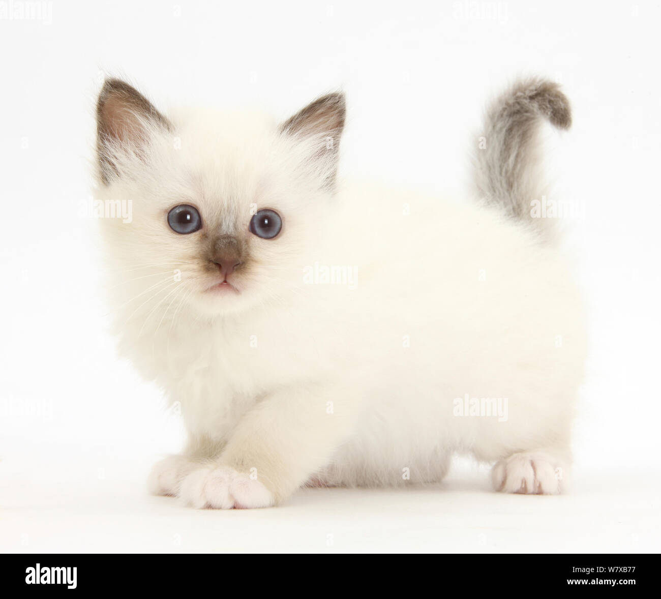 Colourpoint kitten portrait Stock Photo - Alamy