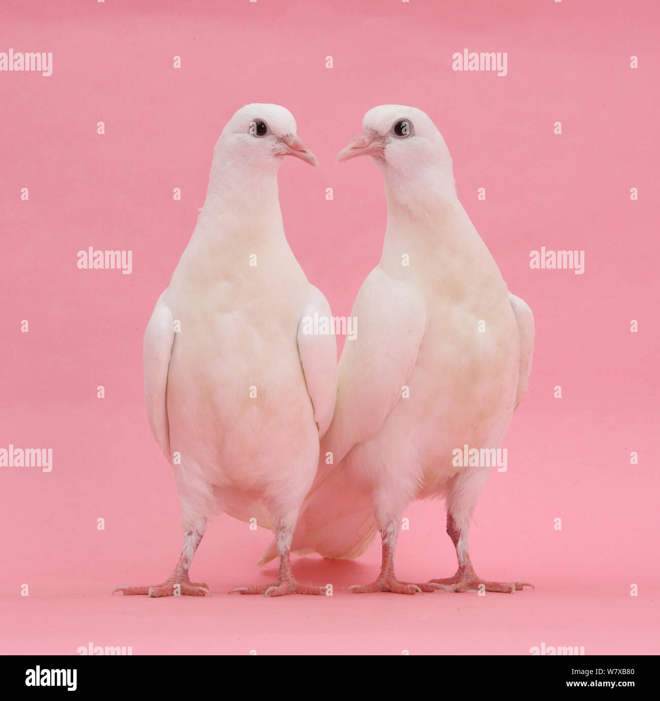 Two pigeon birds hi-res stock photography and images - Alamy