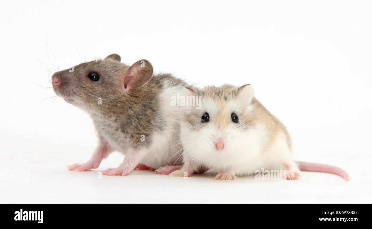 Young hamster hi-res stock photography and images - Alamy