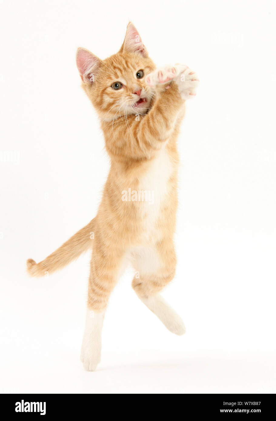 Domestic cat felis catus leaping hi-res stock photography and images ...