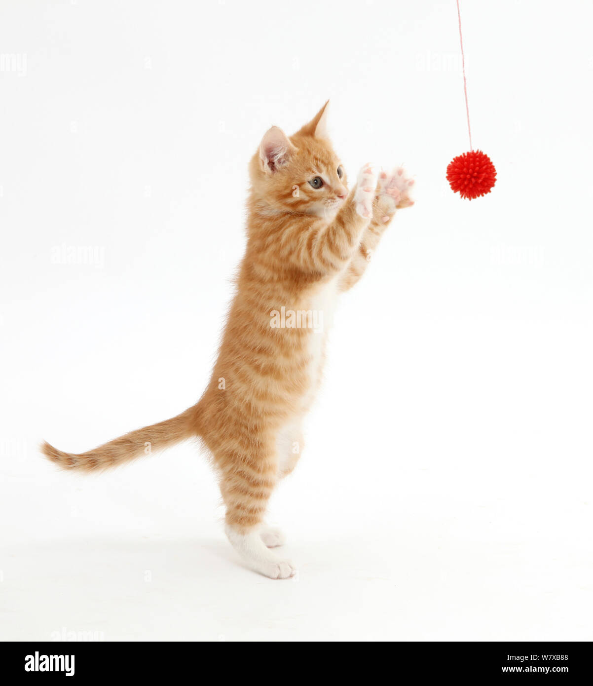 Cute cat reaching hi-res stock photography and images - Alamy