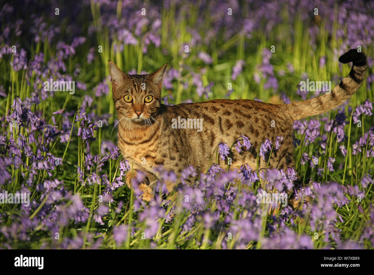 Cute animal family hi-res stock photography and images - Alamy