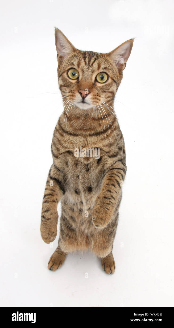 Bengal male cat standing up Stock Photo - Alamy