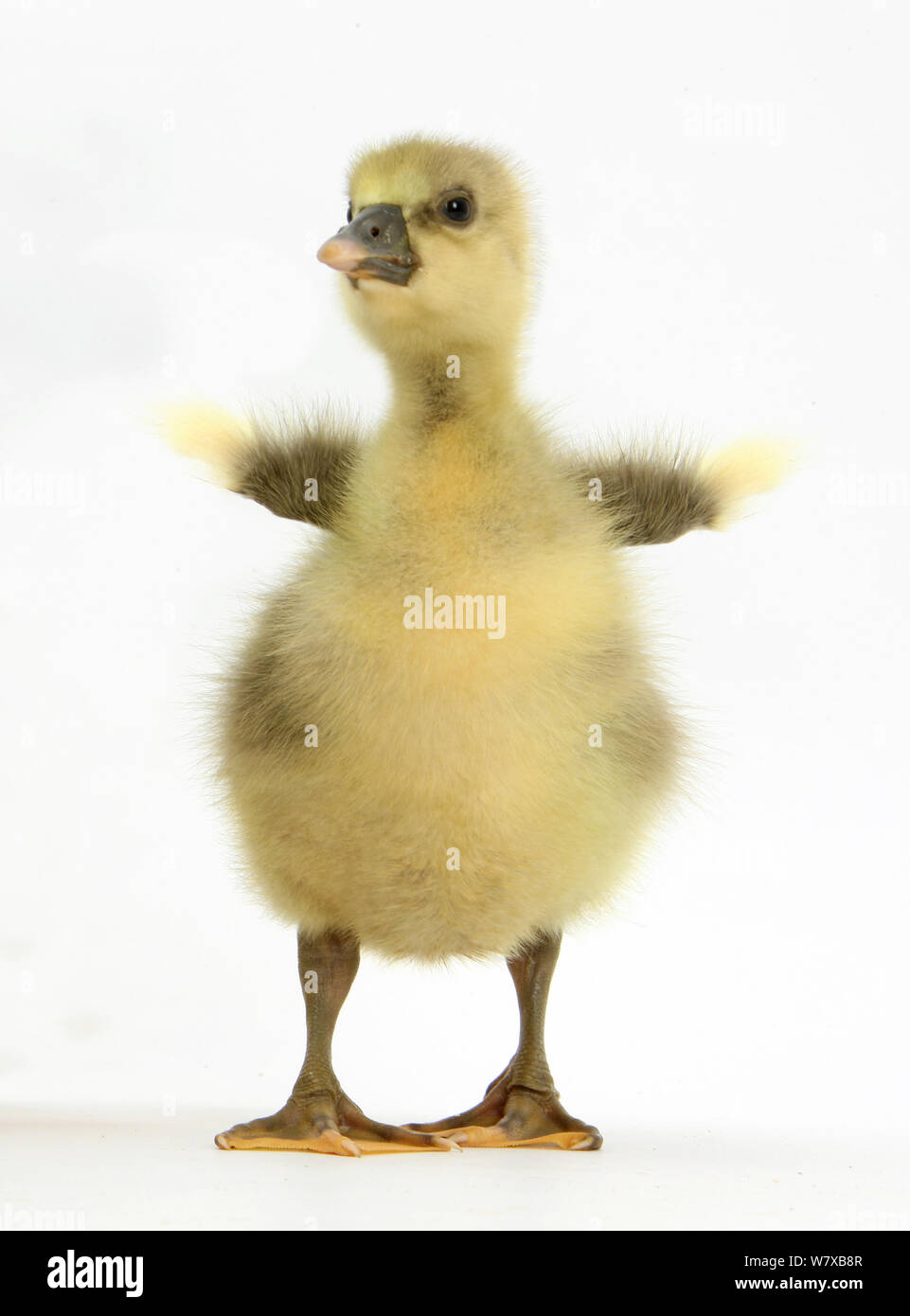 Embden x Greylag Gosling flapping its little wings Stock Photo - Alamy