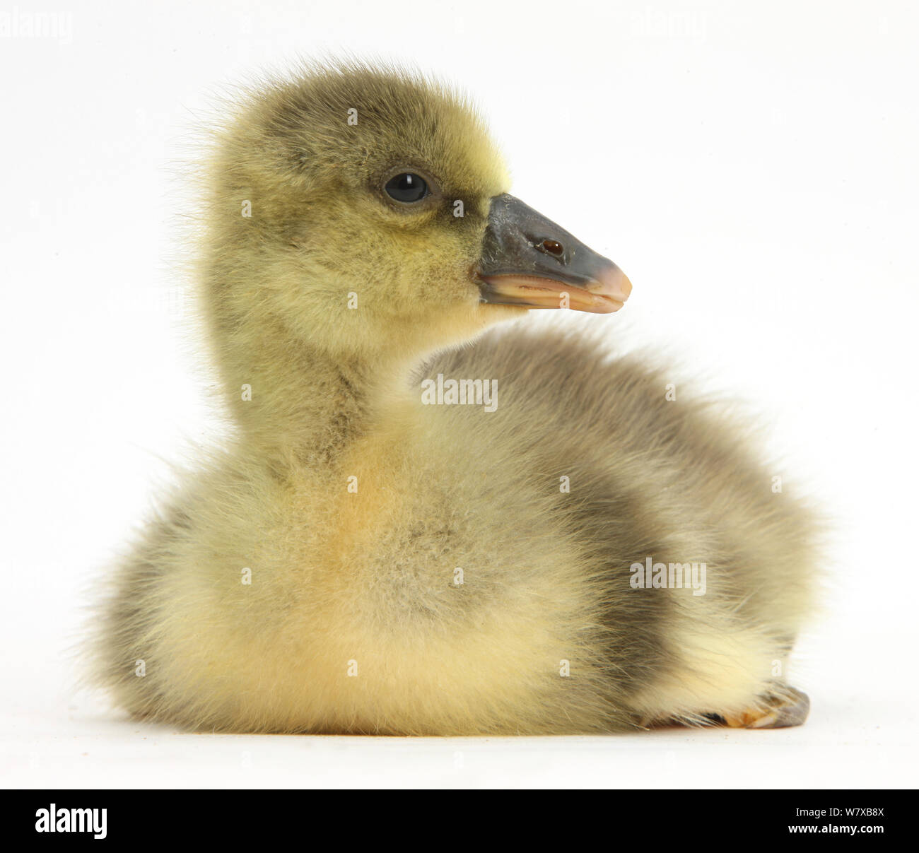 Juvenile gosling hi-res stock photography and images - Alamy