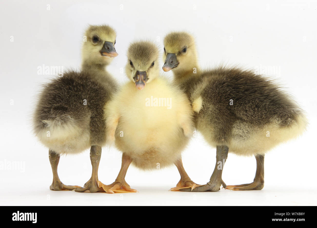 Three Embden x Greylag Goslings Stock Photo - Alamy