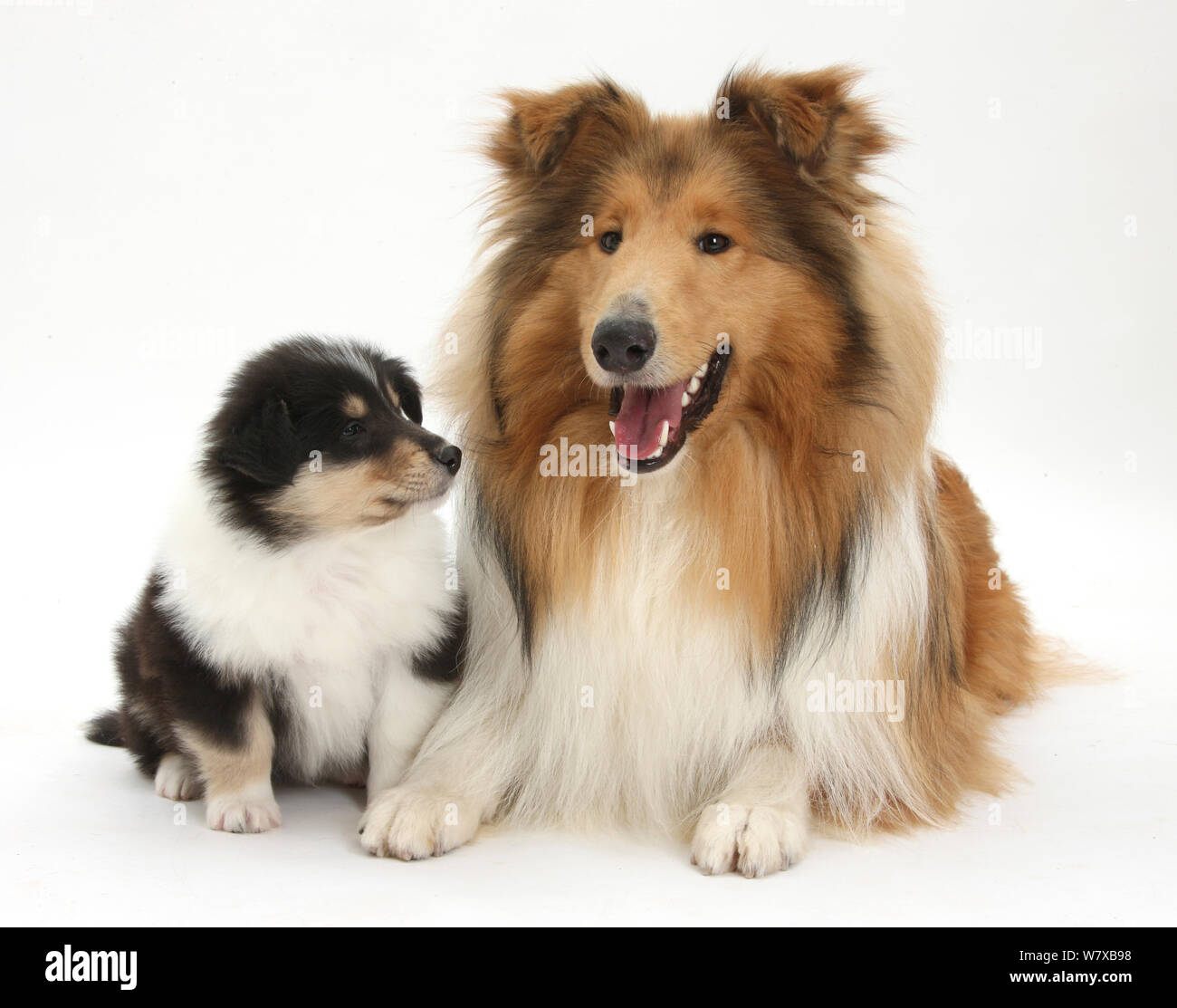 Sable Collie Puppies