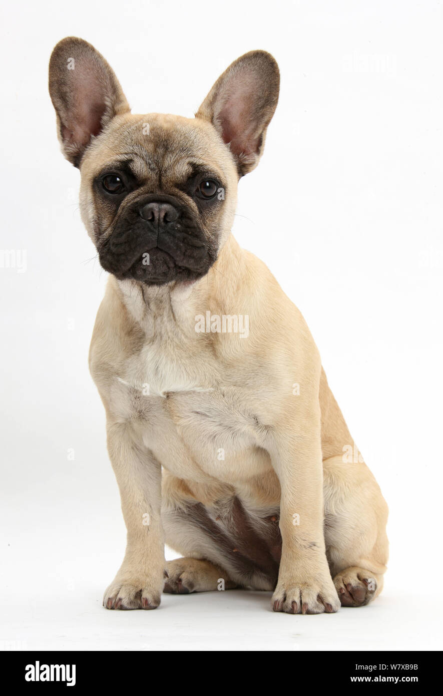 Bulldog sitting down hi-res stock photography and images - Alamy